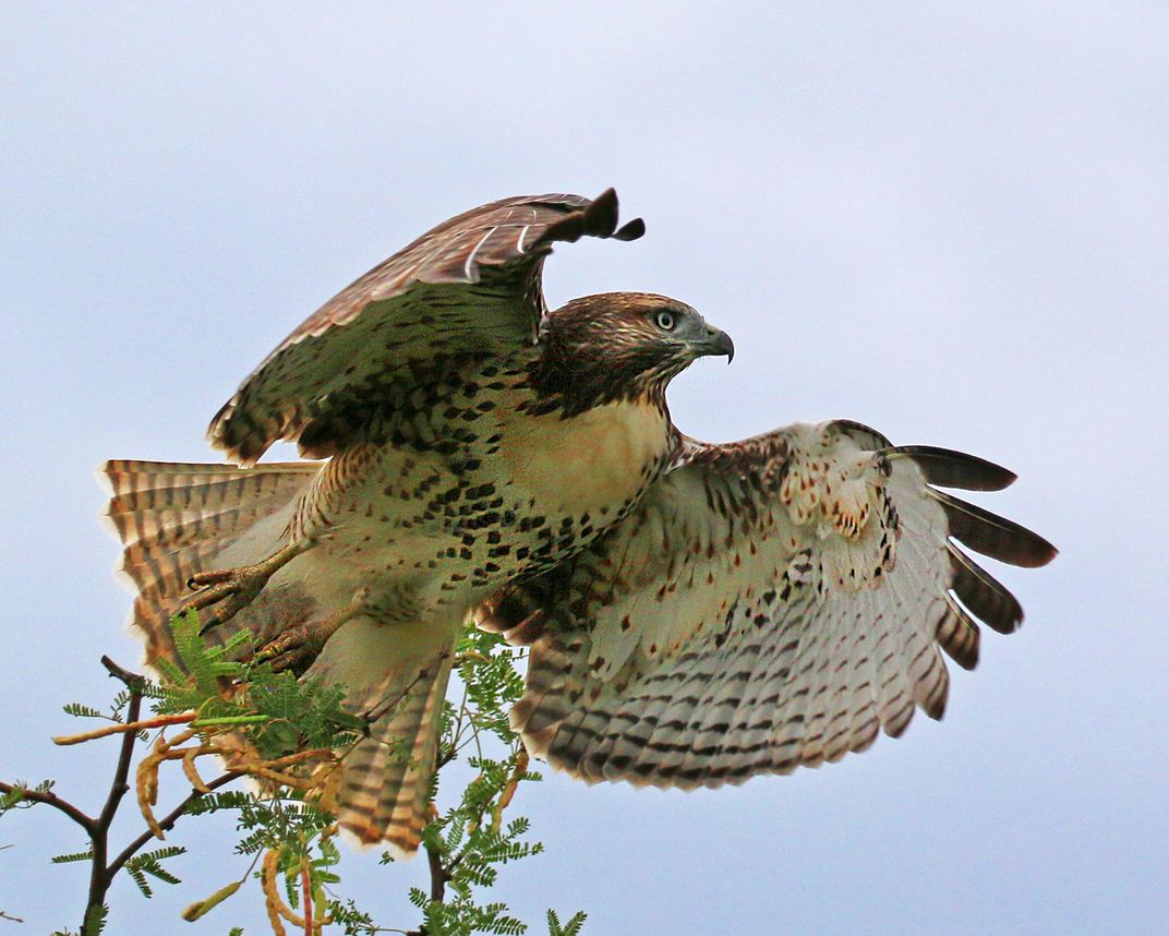 Hawk taking flight | Smithsonian Photo Contest | Smithsonian Magazine