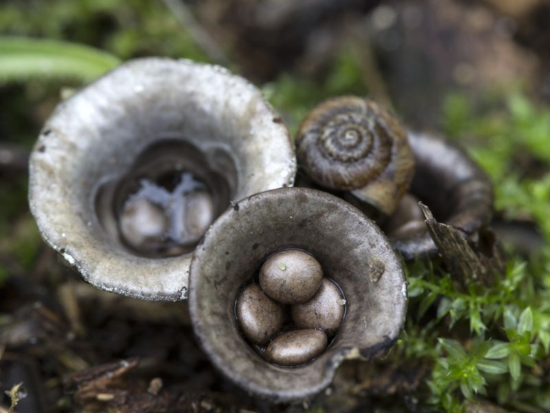 Cyathus olla | Smithsonian Photo Contest | Smithsonian Magazine