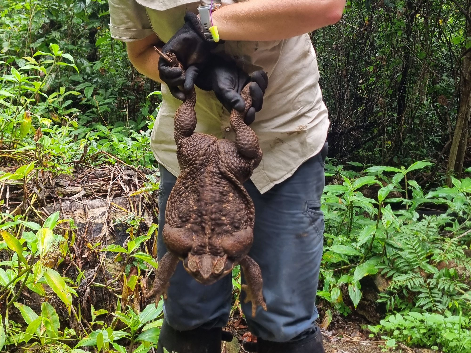 At Almost Six Pounds, ‘Toadzilla’ May Be the Largest Toad Ever Found