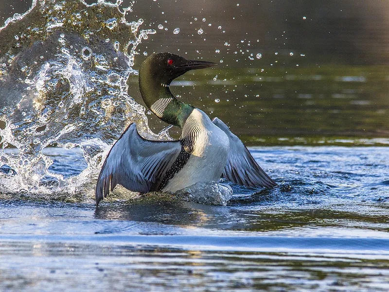 Loon Water Dancing | Smithsonian Photo Contest | Smithsonian Magazine