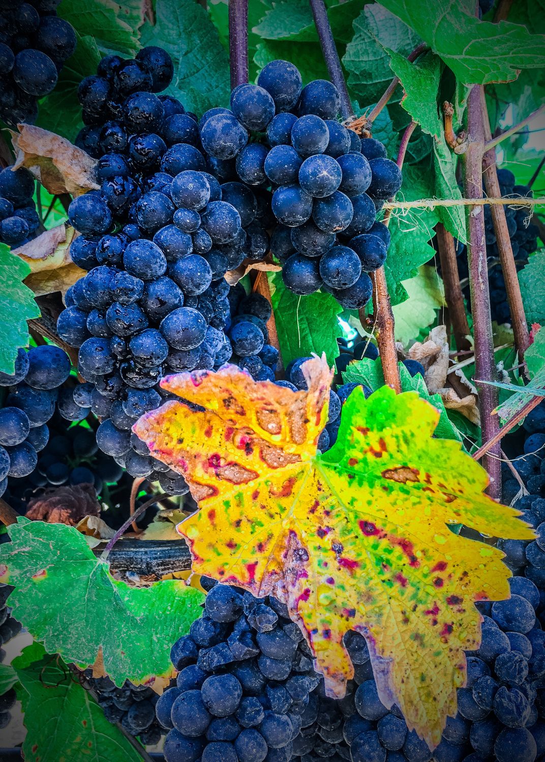 Grapes before the harvest | Smithsonian Photo Contest | Smithsonian ...