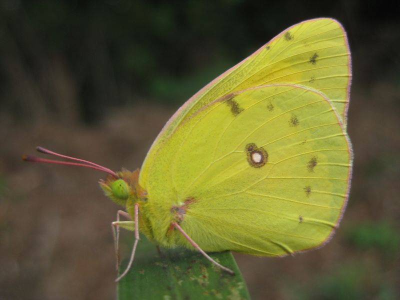 YELLOW BEAUTY | Smithsonian Photo Contest | Smithsonian Magazine