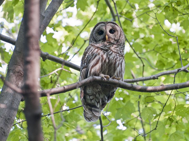 Male Barred Owl sitting pretty | Smithsonian Photo Contest ...