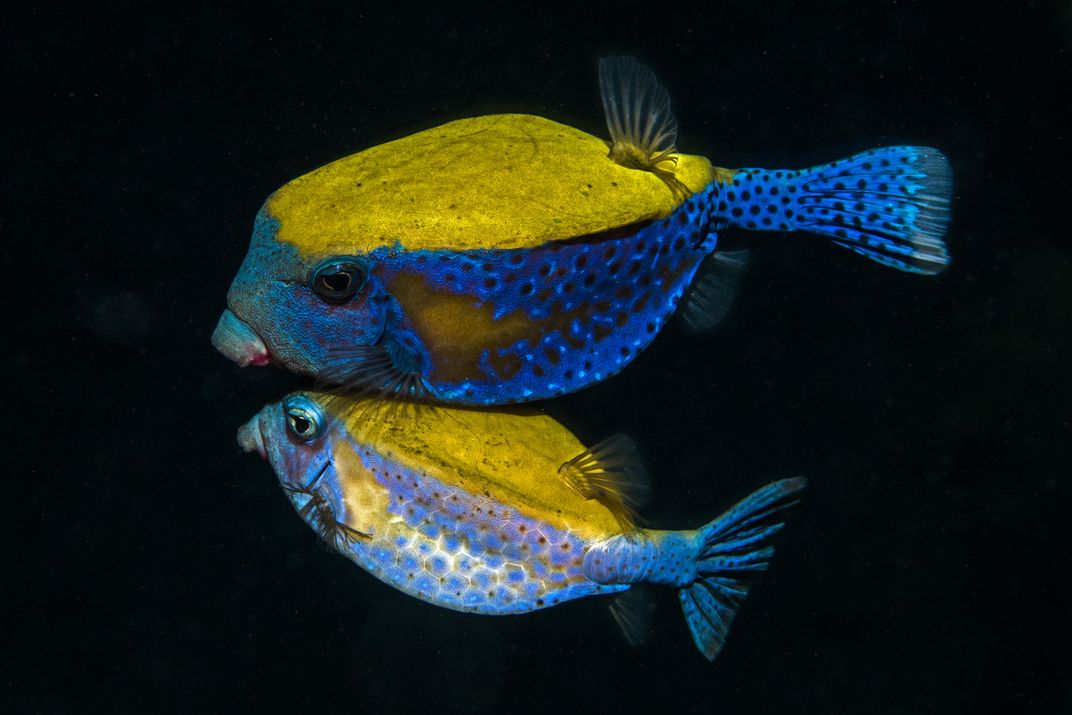 Fishy courtship | Smithsonian Photo Contest | Smithsonian Magazine