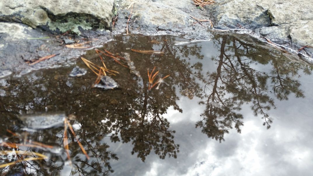 Reflection in a puddle. | Smithsonian Photo Contest | Smithsonian Magazine