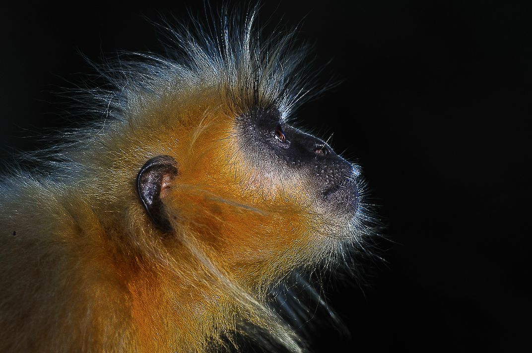 The amazing story of the most endangered primates in the world ...