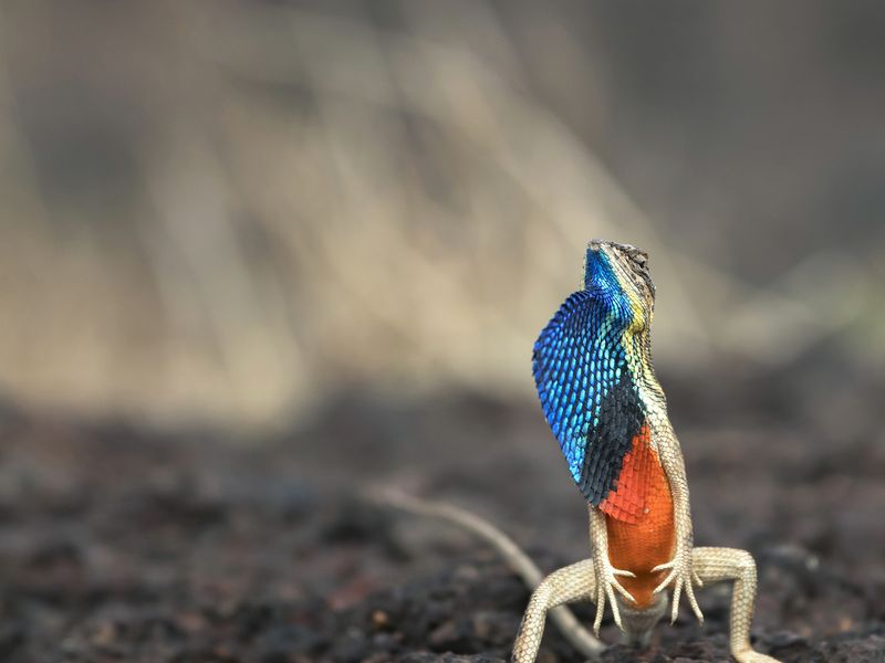 Fan throated lizard male | Smithsonian Photo Contest | Smithsonian Magazine