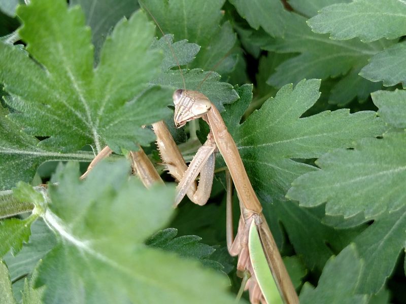 Praying Mantis | Smithsonian Photo Contest | Smithsonian Magazine