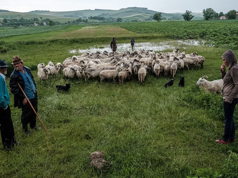 Sheep in the rain | Smithsonian Photo Contest | Smithsonian Magazine