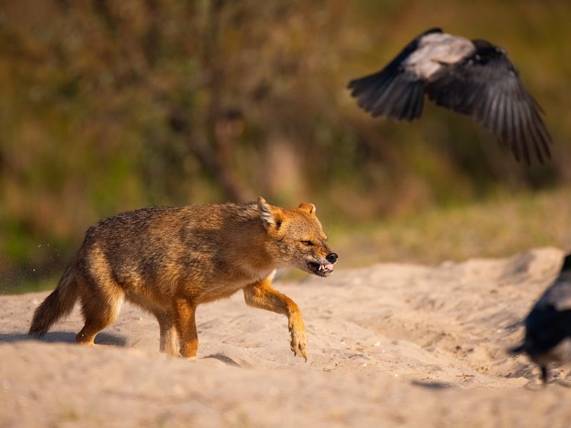 Jackal attacks | Smithsonian Photo Contest | Smithsonian Magazine