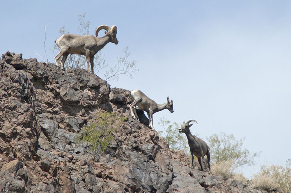 A family of Bighorn sheep scramble along a ridge in the Black mountains ...
