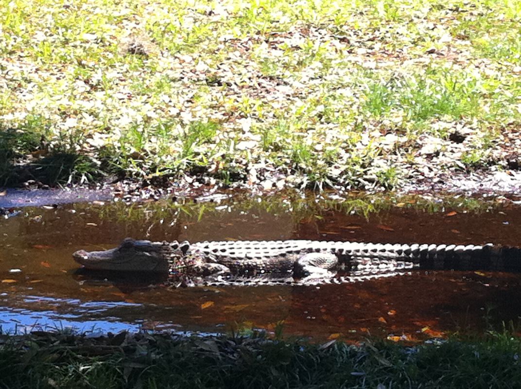 Little alligator "swimming" on sidewalk after heavy spring rain ...