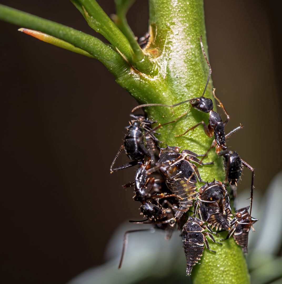 SWEET MATTERS: The mutual relationship between treehoppers and the ants ...