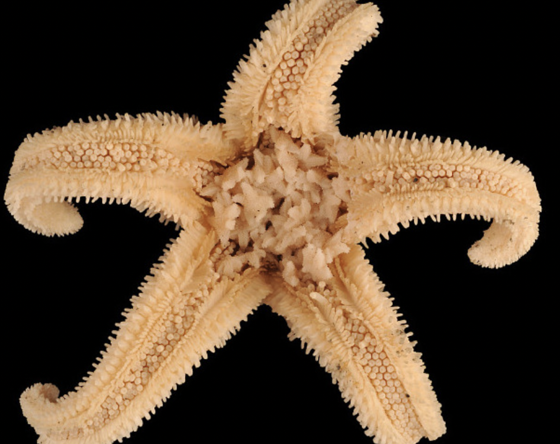 Starstruck: A Suite of Strange Sea Stars Discovered in the Smithsonian ...