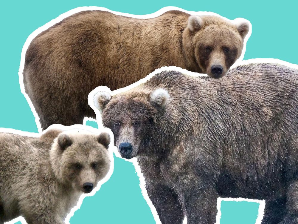 A Jumbo Jet Among Bears, 747 Soars to Top Spot in Fat Bear Week