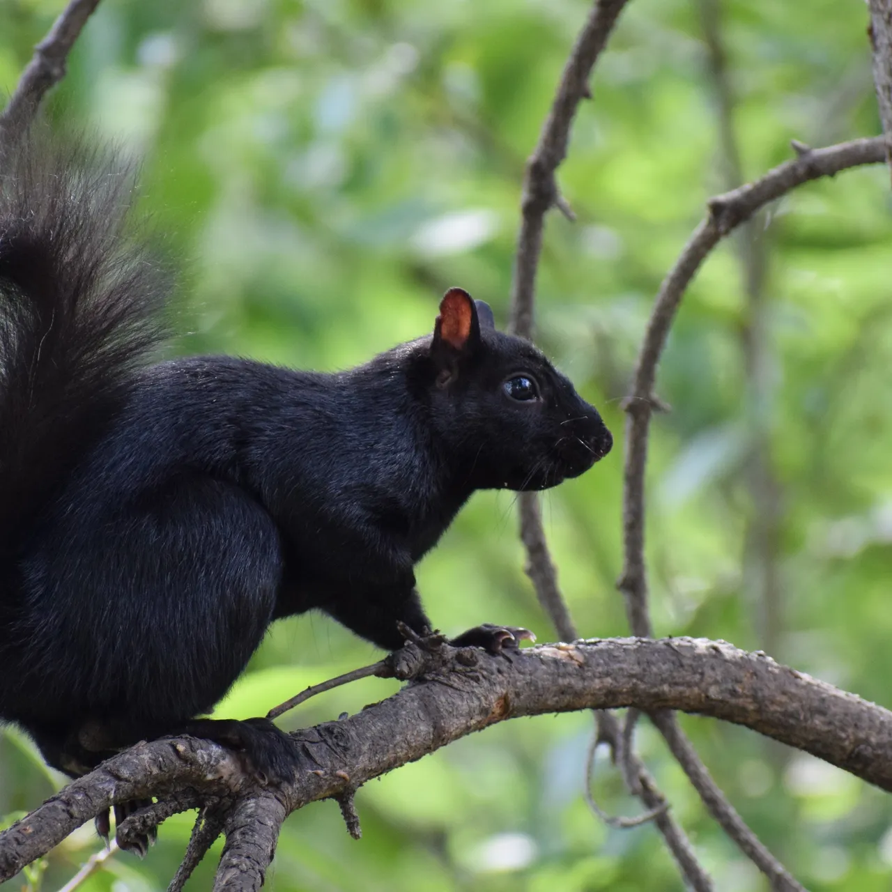 Black Squirrel Free