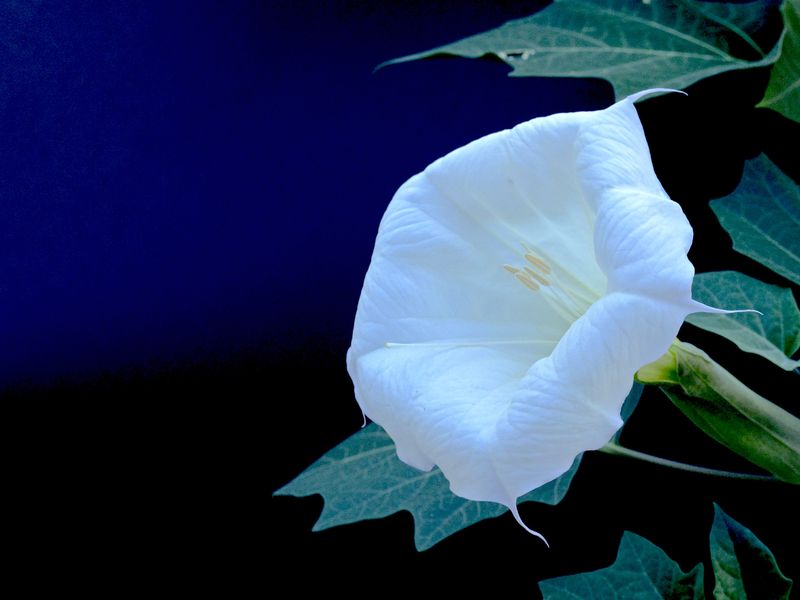 Moonflower | Smithsonian Photo Contest | Smithsonian Magazine