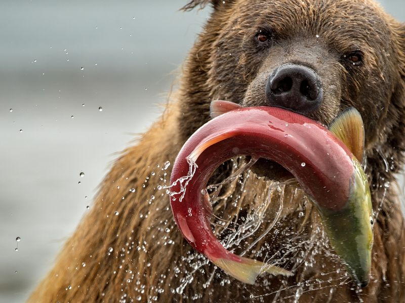 Bear and Salmon | Smithsonian Photo Contest | Smithsonian Magazine