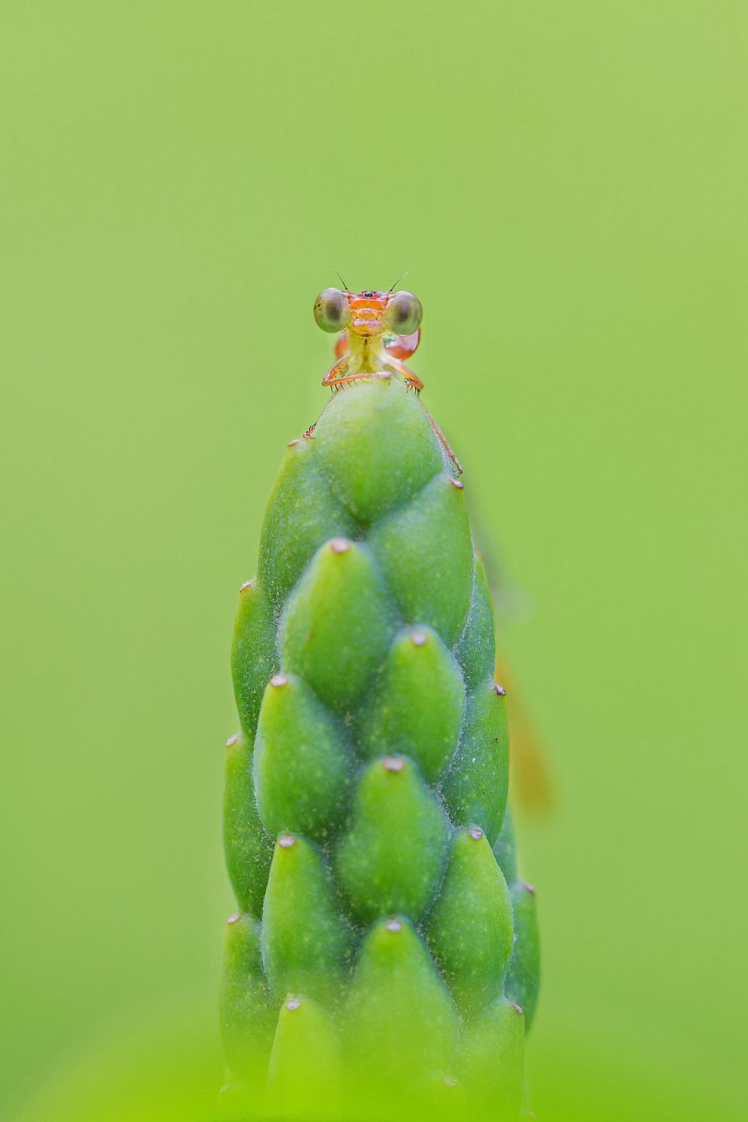 Expecting Eyes | Smithsonian Photo Contest | Smithsonian Magazine