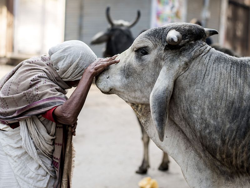 praying to the holy cow | Smithsonian Photo Contest | Smithsonian Magazine