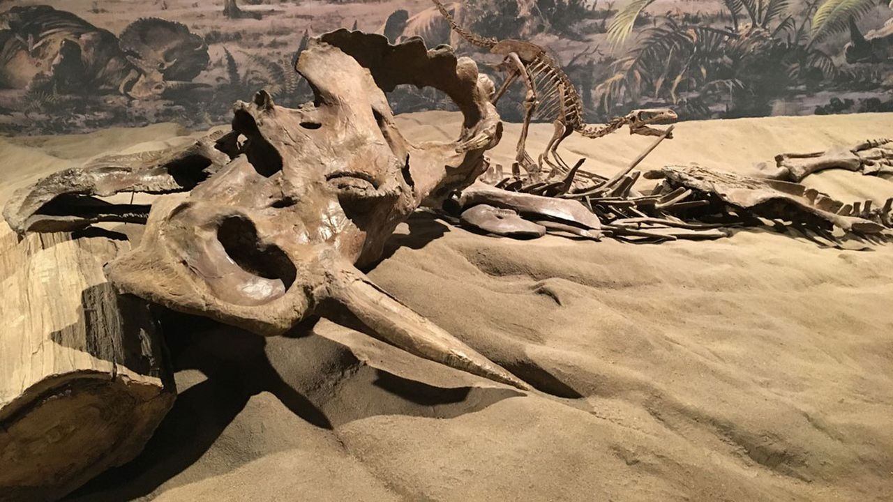 centrosaurus bonebed