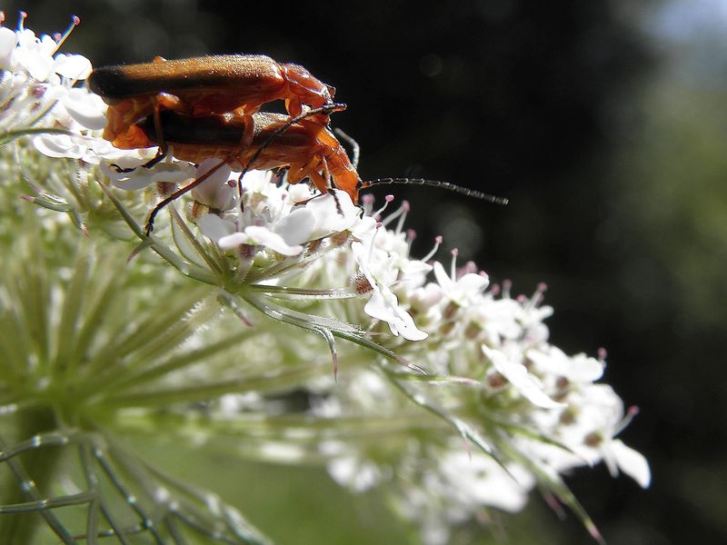 Insects mating | Smithsonian Photo Contest | Smithsonian Magazine