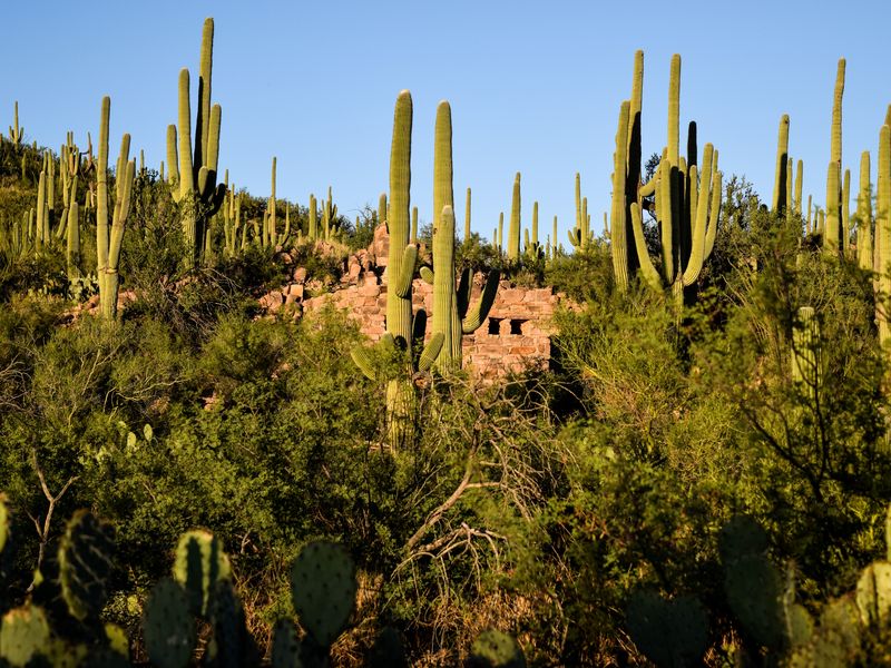 Reclaiming the Desert | Smithsonian Photo Contest | Smithsonian Magazine