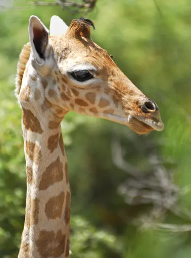 real giraffe