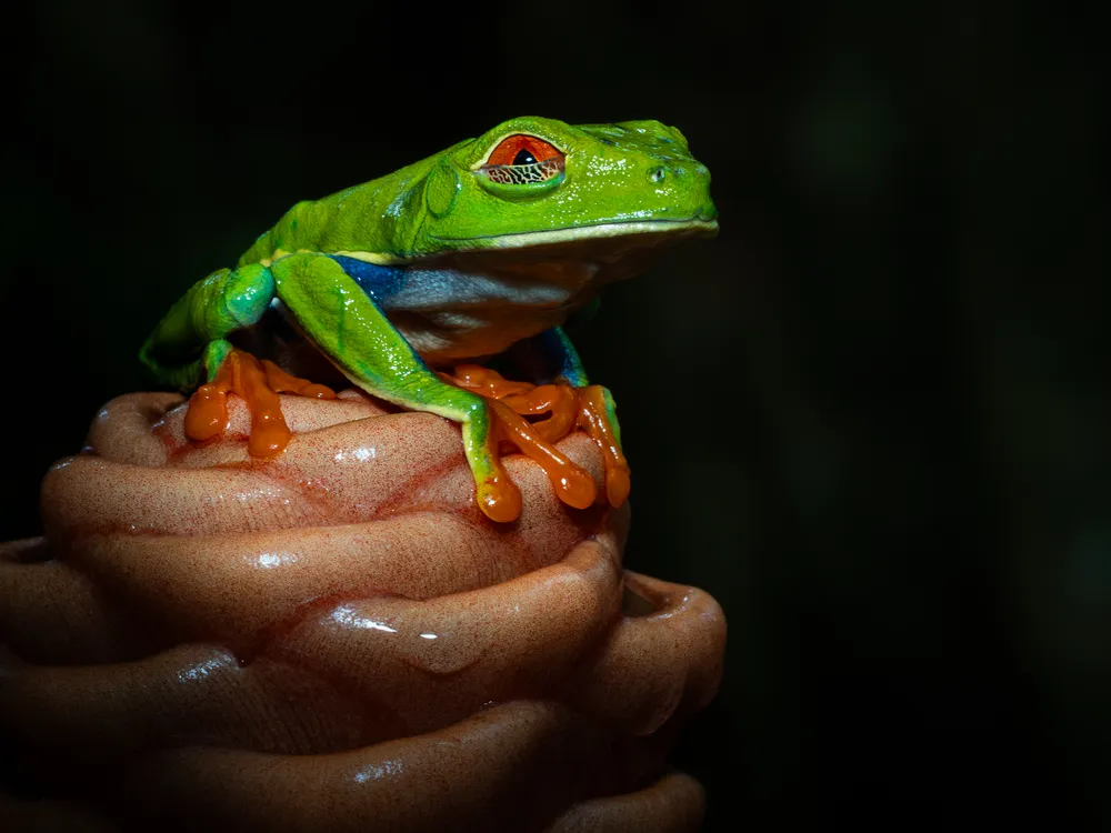 A Red-eyed Tree Frog exposes its eye's nictitating membrane ...