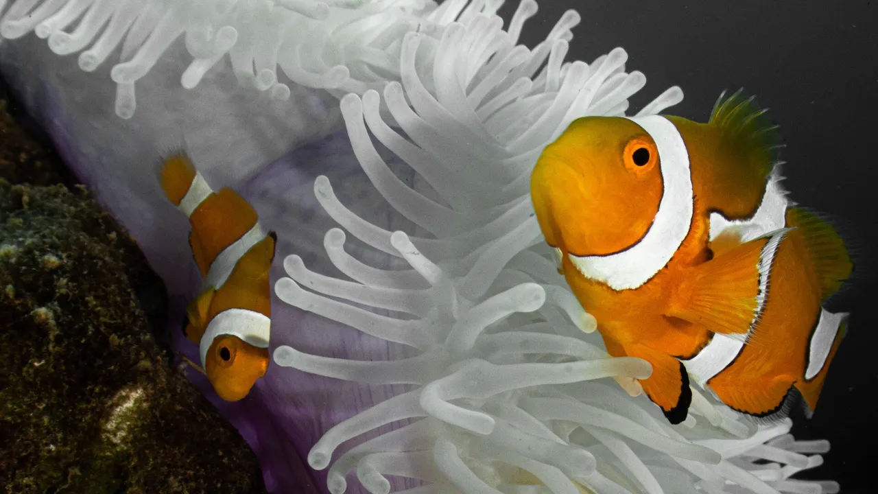 clownfish breeding behavior
