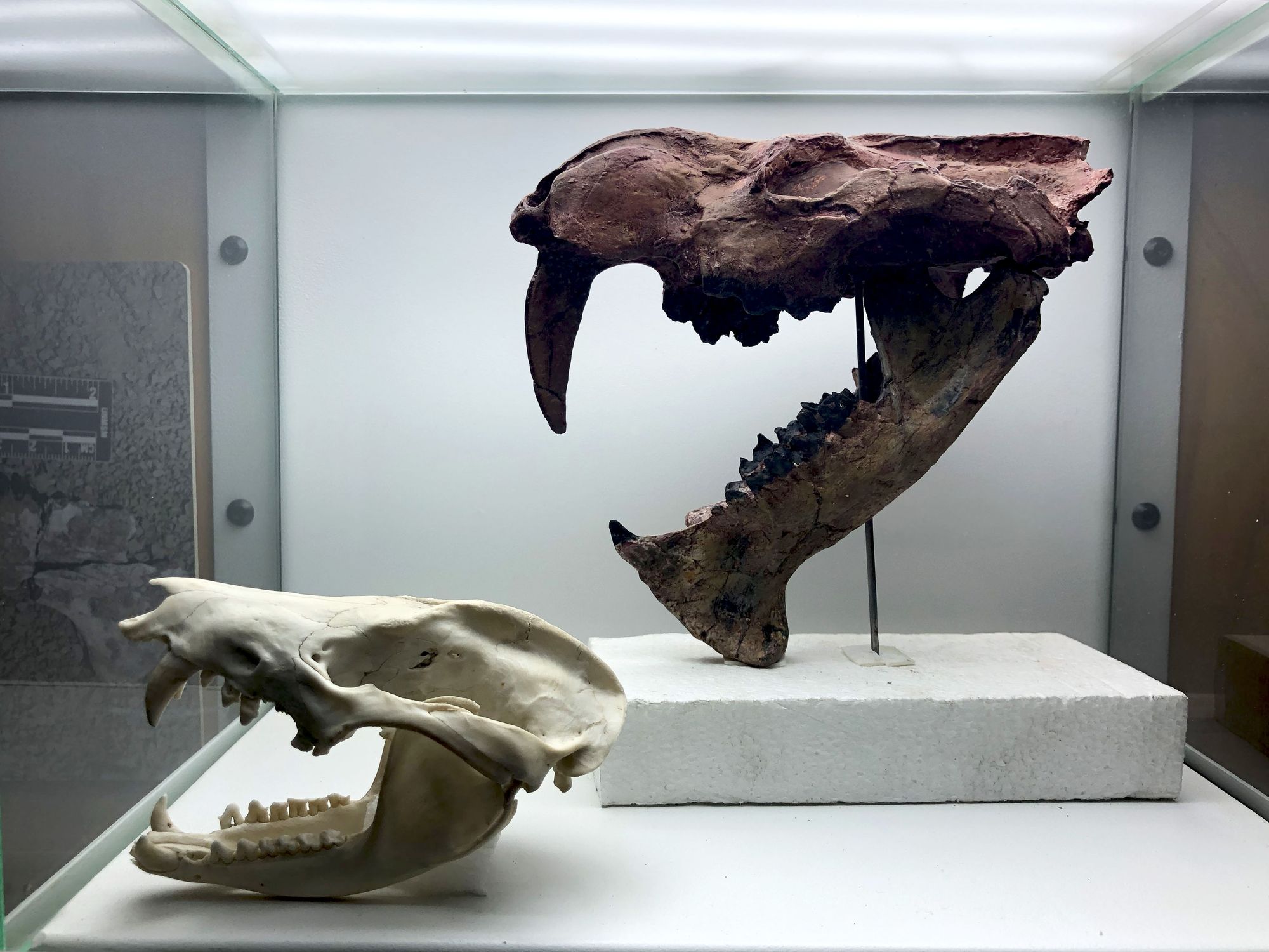 Extraordinary Fossil Find Reveals Details About the Weight and Diet of ...