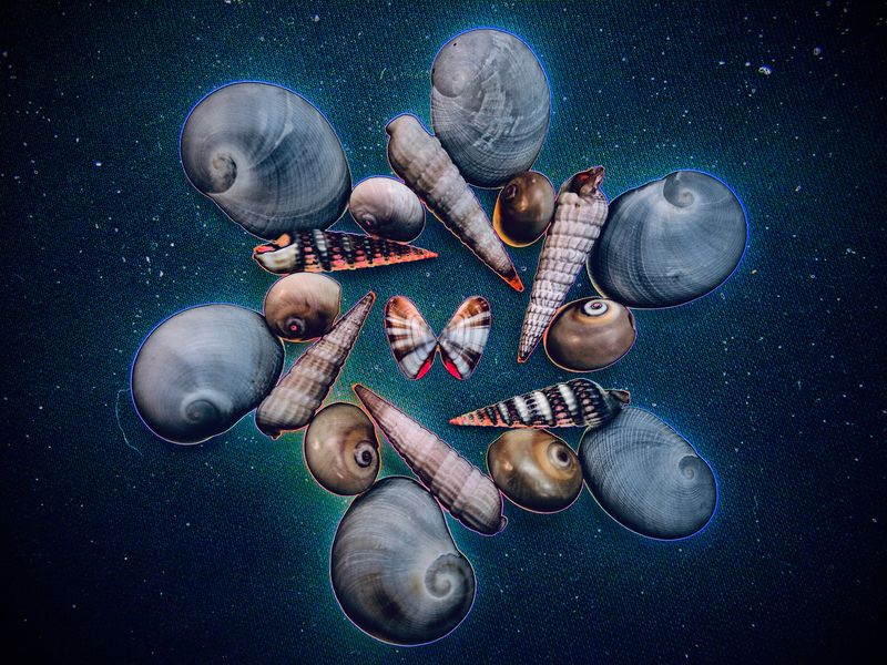 Moonshells | Smithsonian Photo Contest | Smithsonian Magazine