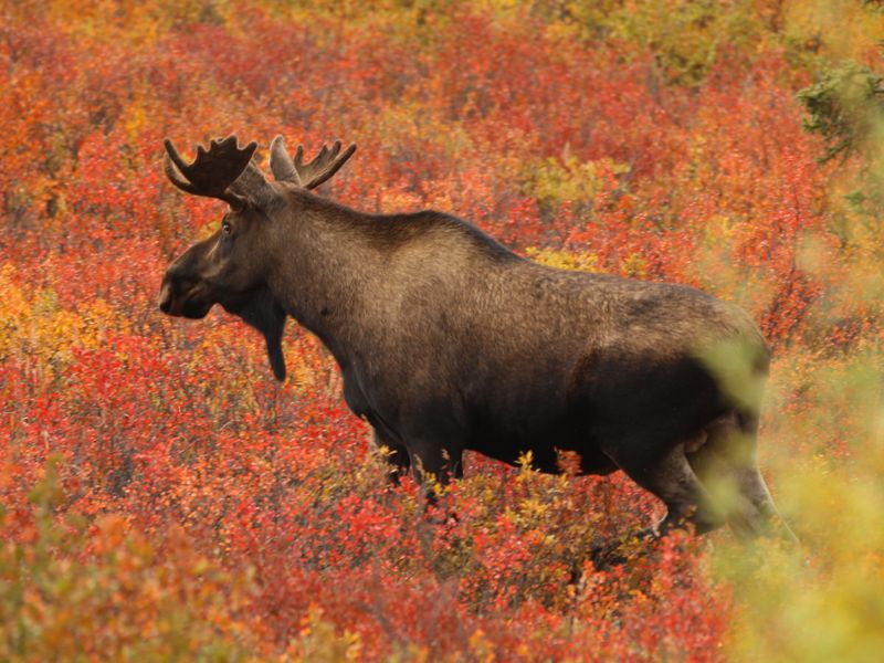 Moose in colorful Tundra at Denali NP | Smithsonian Photo Contest ...