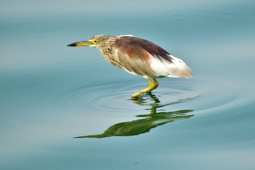 A bird with a nice reflection | Smithsonian Photo Contest | Smithsonian ...