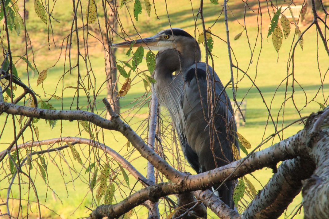 A Blue Heron in a Tree | Smithsonian Photo Contest | Smithsonian Magazine