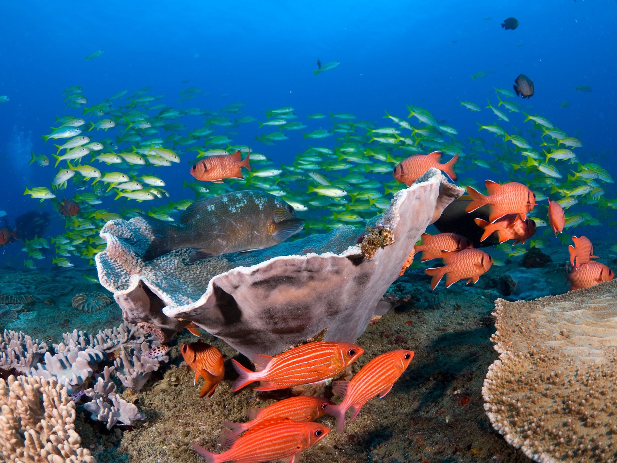 Coral Reefs Sound Like Popcorn, and That’s a Good Thing
