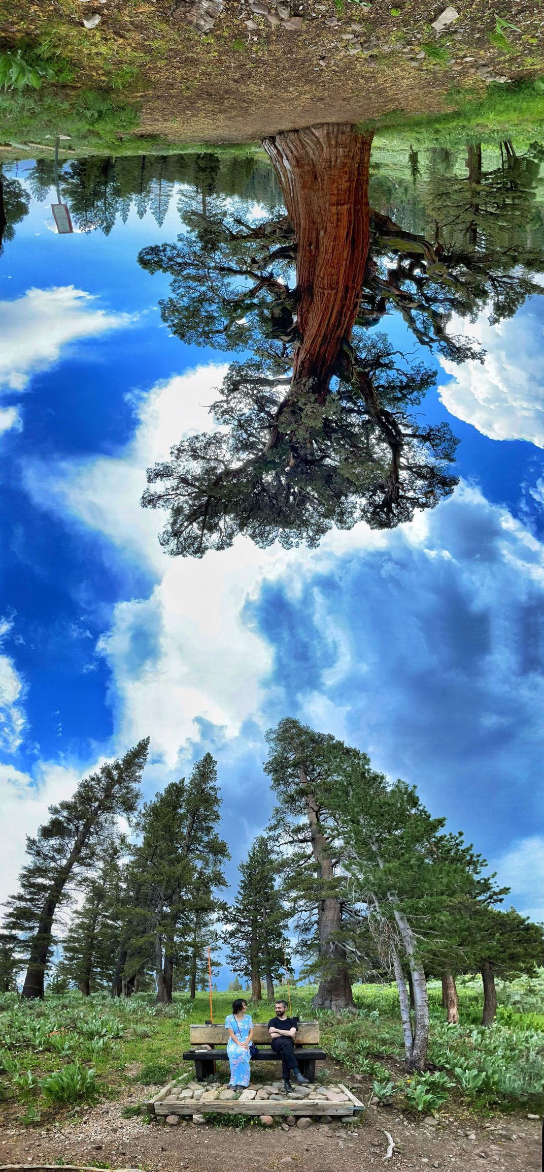 Marko and BIljana at the famous Bennet Juniper in the Sierra Nevada ...