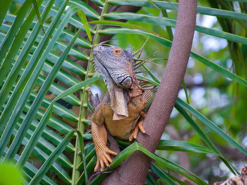 Perched Dragon | Smithsonian Photo Contest | Smithsonian Magazine