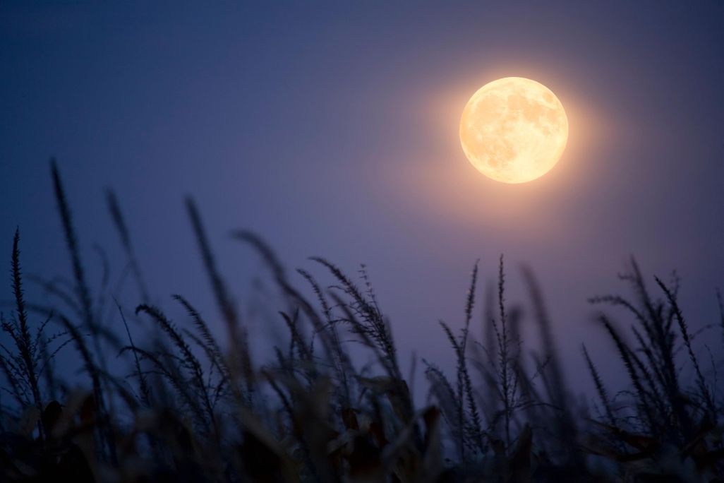 full harvest moon