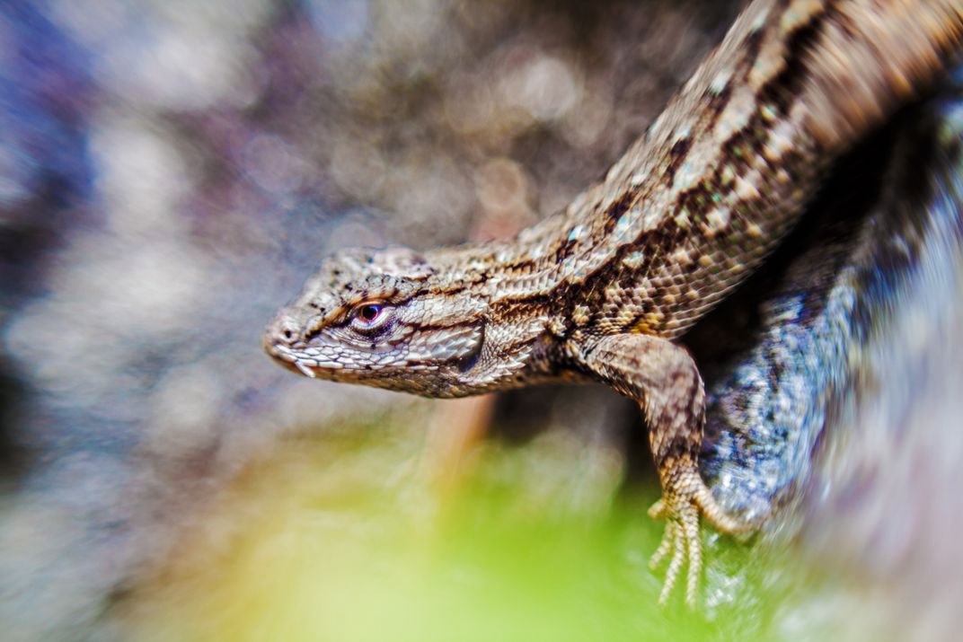 Psychedelic lizard | Smithsonian Photo Contest | Smithsonian Magazine
