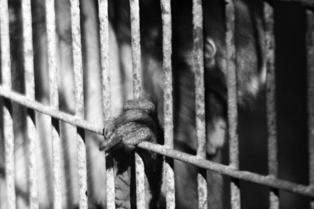 Caged Monkey | Smithsonian Photo Contest | Smithsonian Magazine