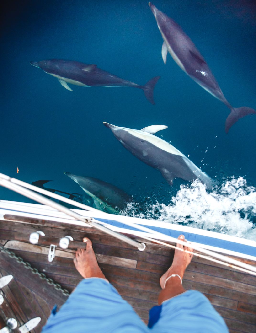 Dolphins play on the bow outside of france | Smithsonian Photo Contest ...