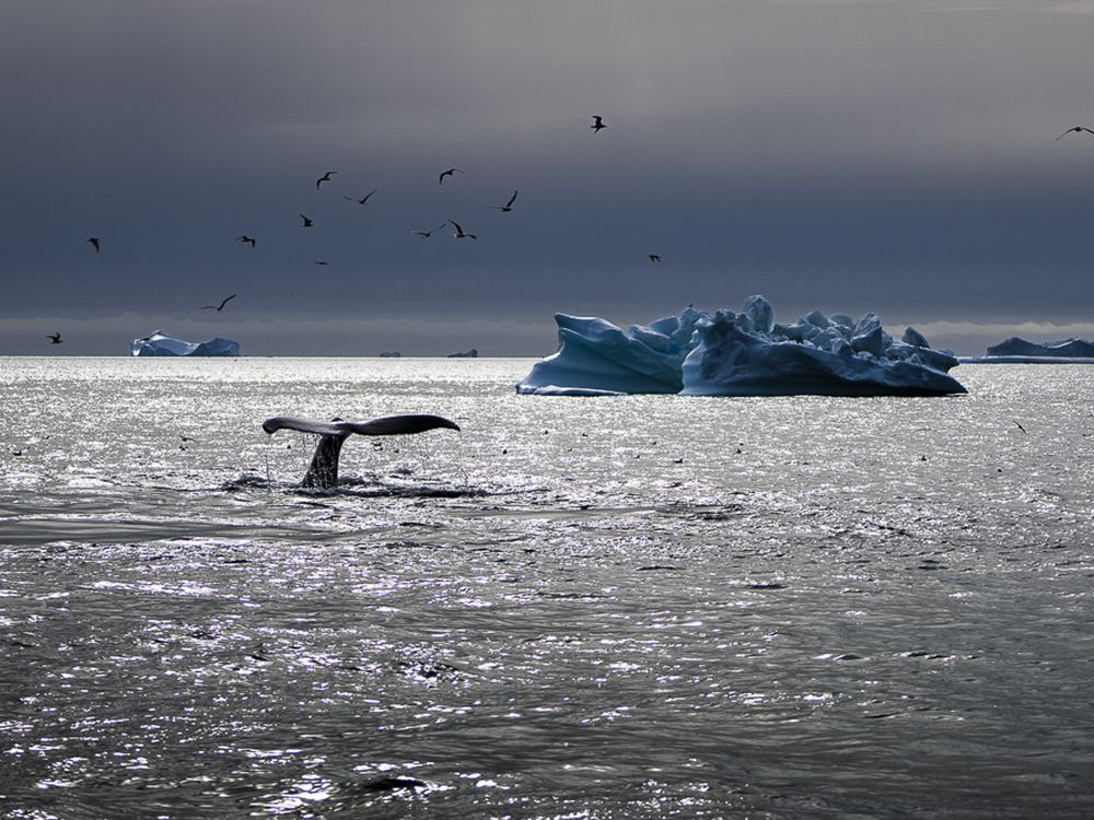 Tale of a Whale | Smithsonian Photo Contest | Smithsonian Magazine