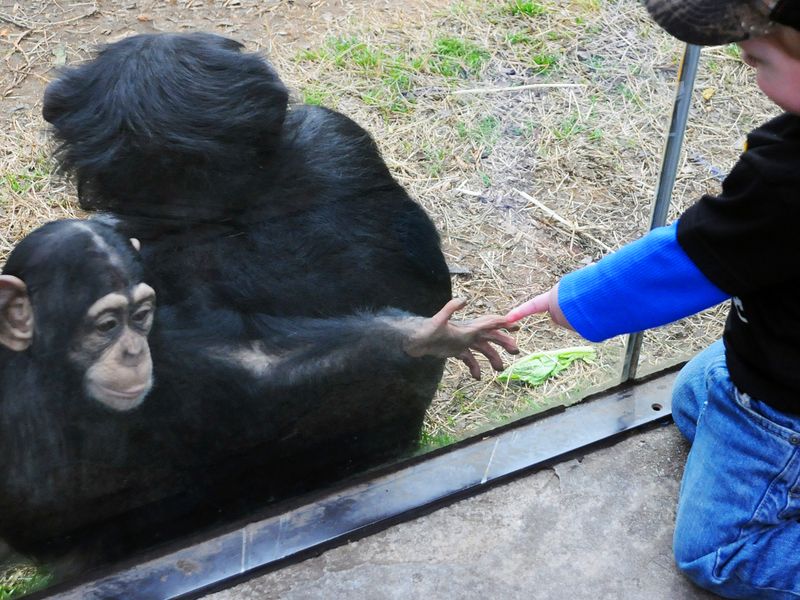 Boy Meets Chimp | Smithsonian Photo Contest | Smithsonian Magazine
