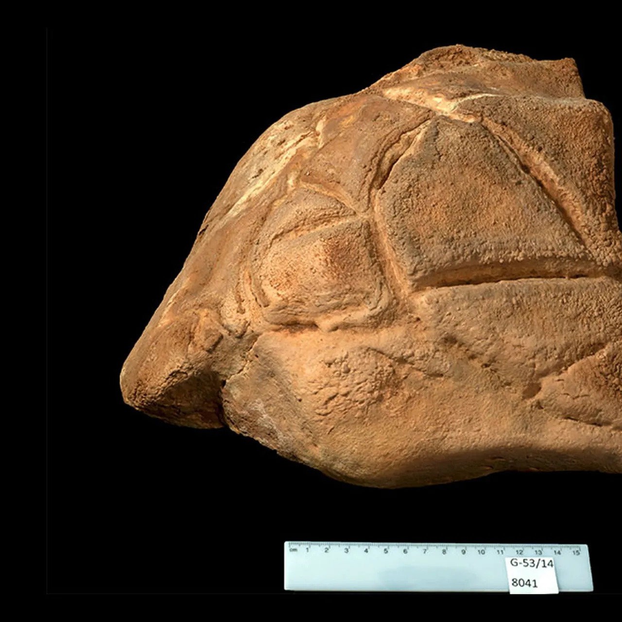 prehistoric turtle shell