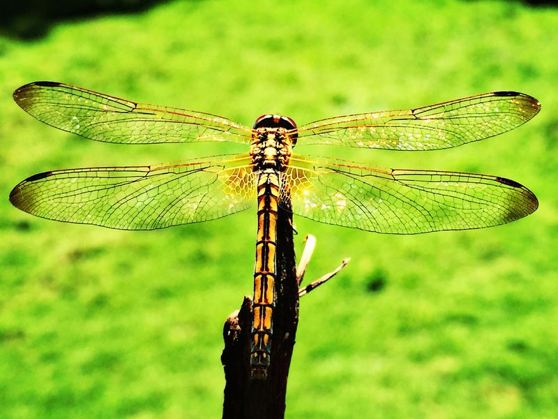 The Tiger Bug | Smithsonian Photo Contest | Smithsonian Magazine