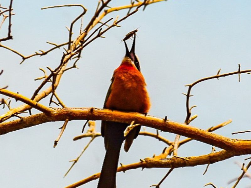 A bird catching an insect out of the air | Smithsonian Photo Contest ...