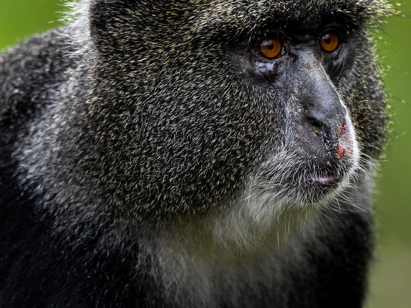 A blue monkey at Arusha National Park | Smithsonian Photo Contest ...