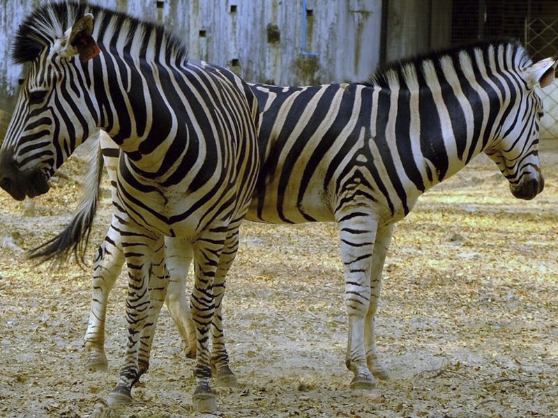 A Zebra With Two Heads | Smithsonian Photo Contest | Smithsonian Magazine