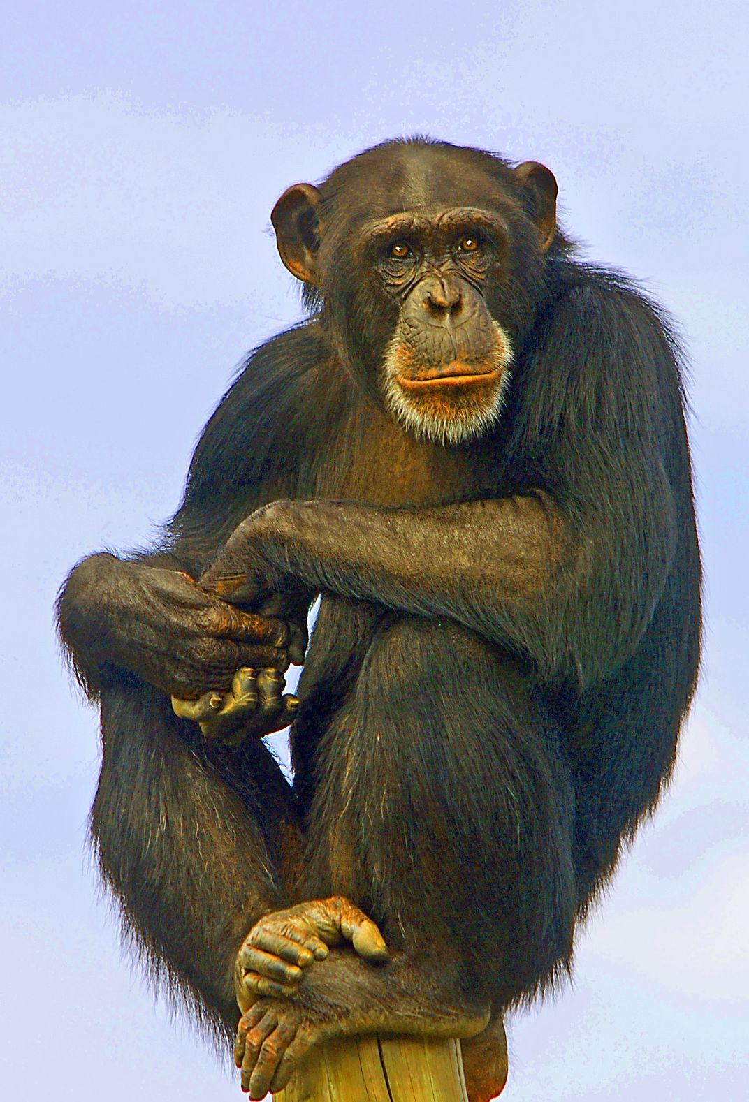 Monkey See... Nikon D-80 camera | Smithsonian Photo Contest ...